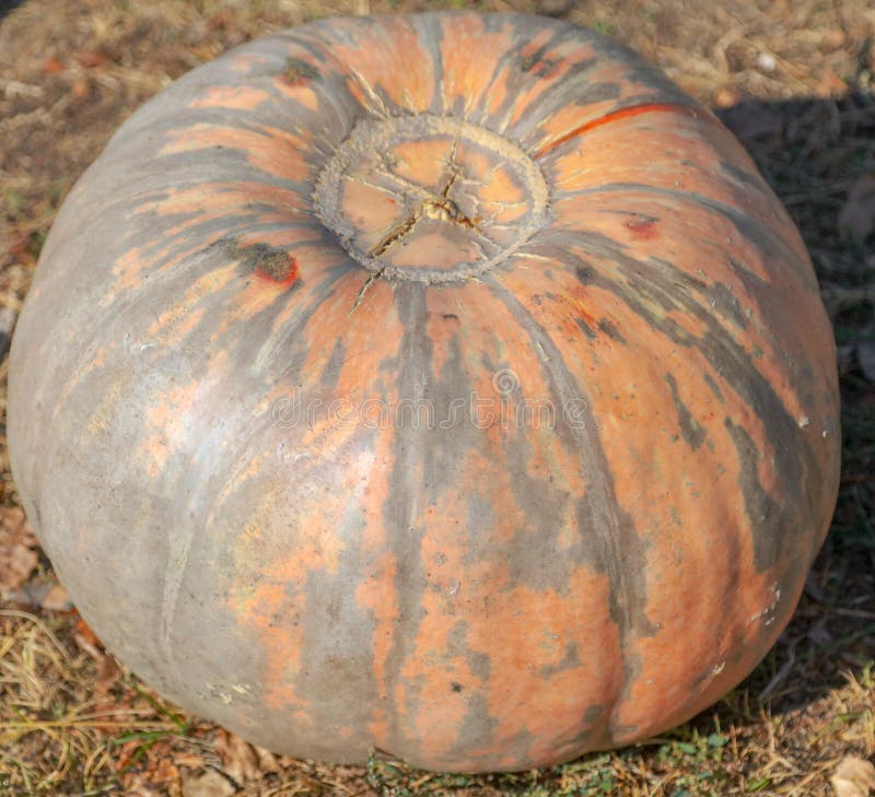 Ripe Pumpkin in the Fall on the Market Stock Photo - Image of seasonal ...