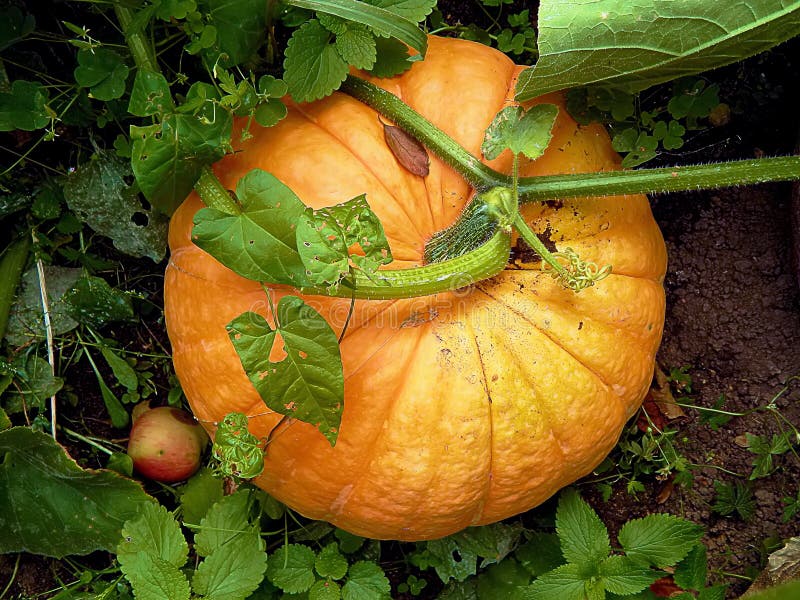 Ripe pumpkin on a farm stock image. Image of produce - 93160729