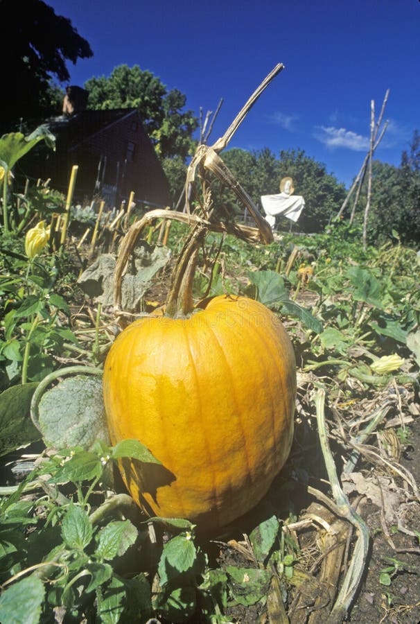 Ripe pumpkin in field stock photo. Image of states, house - 26253588