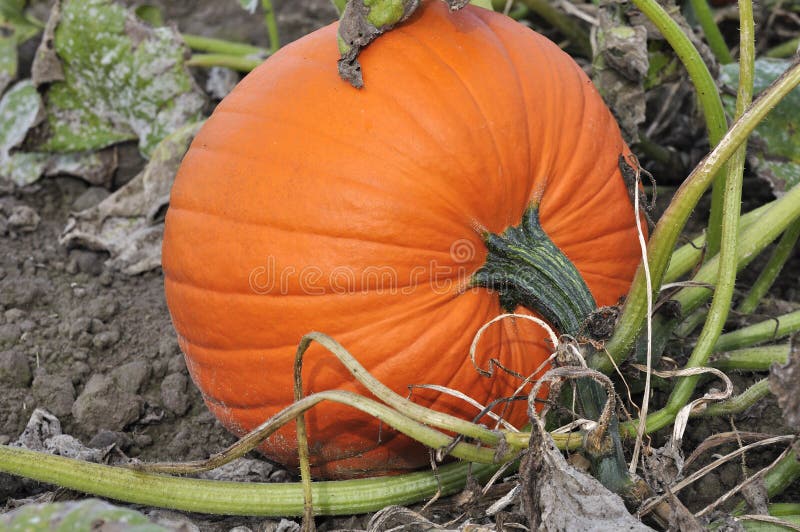 Ripe pumpkin in the field stock image. Image of mature - 27956099