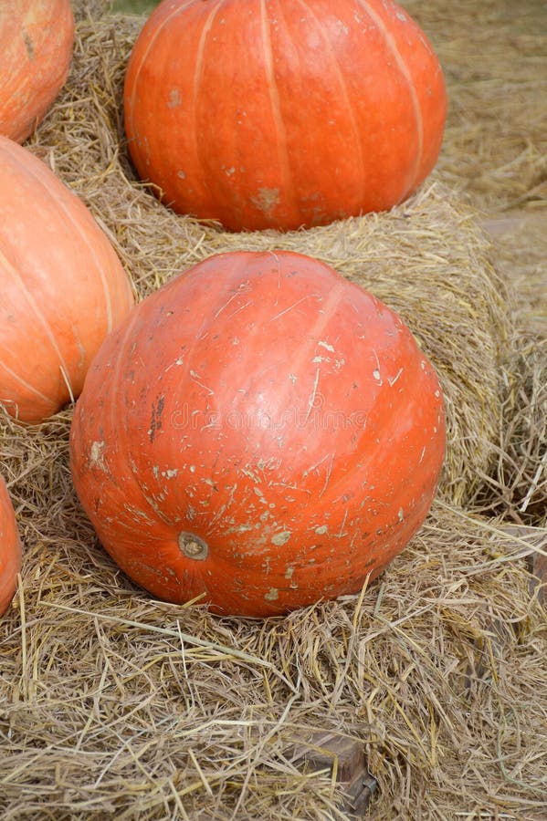 Ripe Pumpkin Fruit on Dry Grass Stock Photo - Image of fruit, pumpkin ...