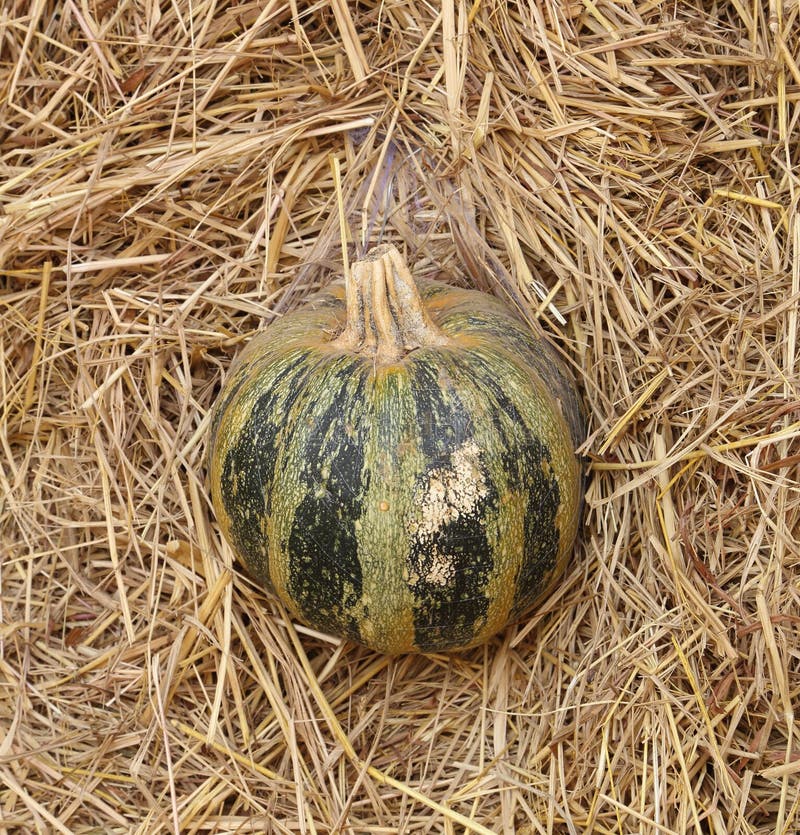 Ripe pumpkin stock photo. Image of green, organic, autumn - 36870400