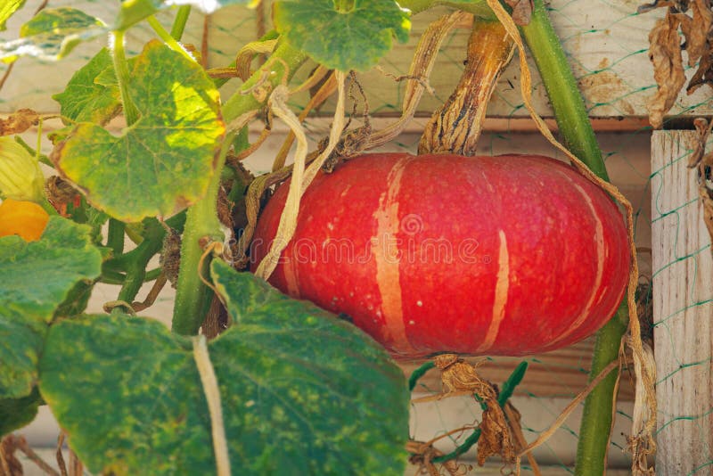 A Ripe Pumpkin Grows and Weaves Along the White Fence Stock Image ...