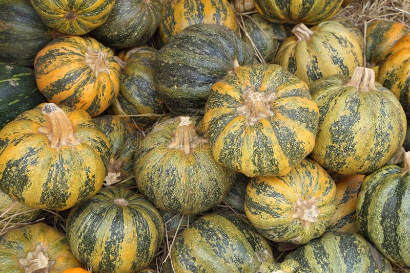 Ripe pumpkin stock image. Image of green, organic, harvest - 36935547