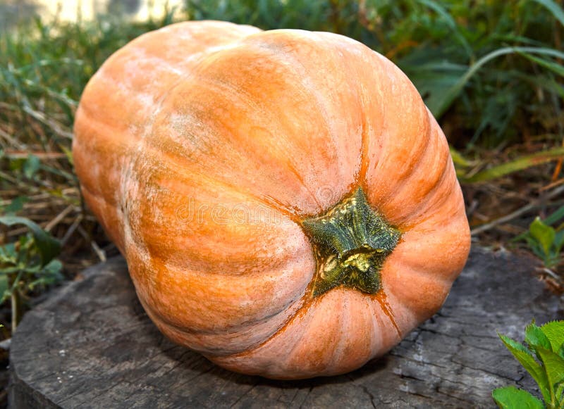 Ripe pumpkin stock photo. Image of orange, product, garden - 51781868