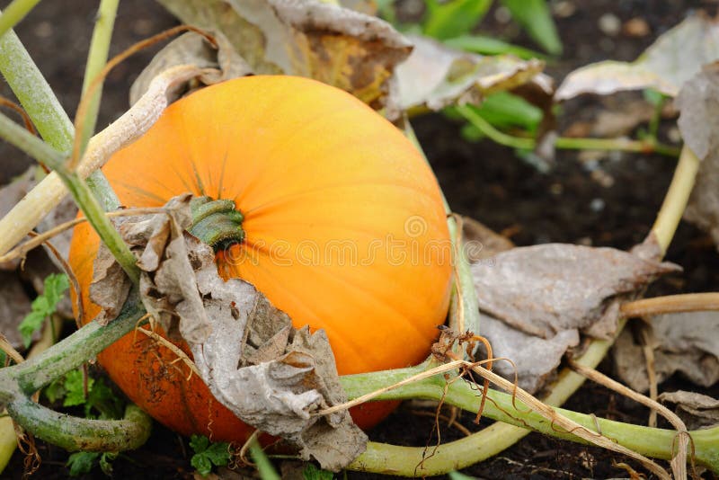 Ripe Pumpkin on the Vine stock image. Image of freshness - 33920975