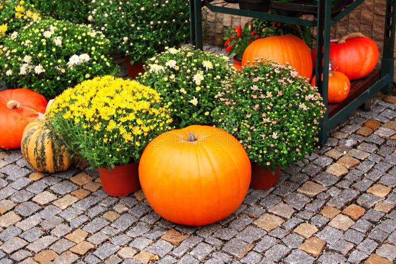 Pumpkins and Rust Colored Mums Stock Photo - Image of stacked, rustic ...