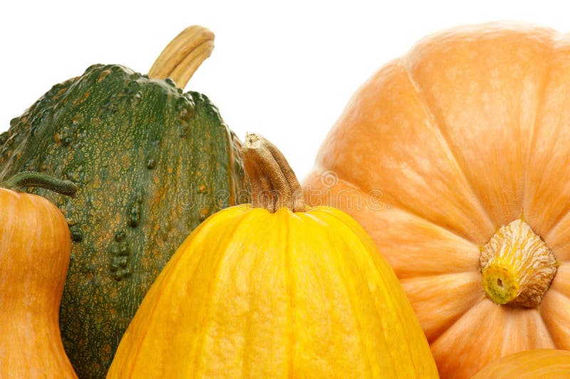Ripe pumpkins stock photo. Image of growing, fall, beautiful - 60104660