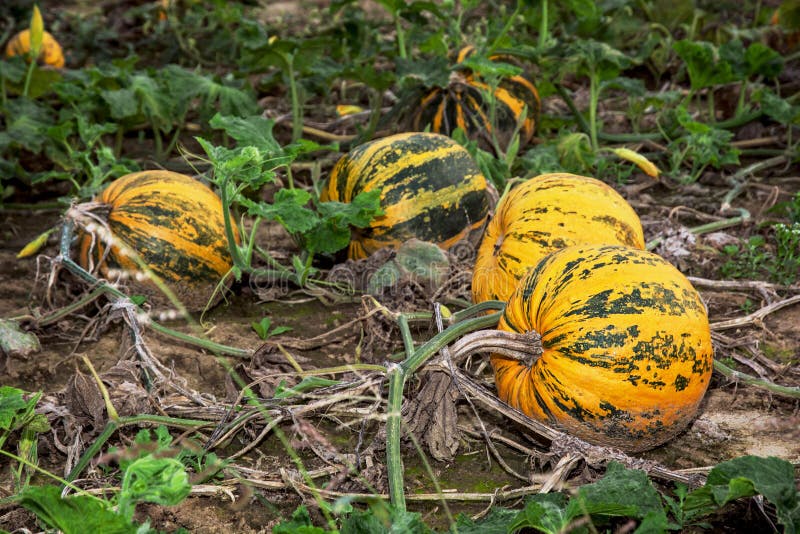 Ripe pumpkins in the field stock image. Image of autumn - 45334313