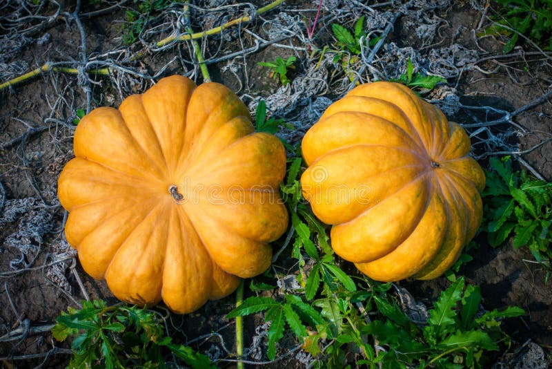 Ripe pumpkins on the field stock photo. Image of agriculture - 78547906