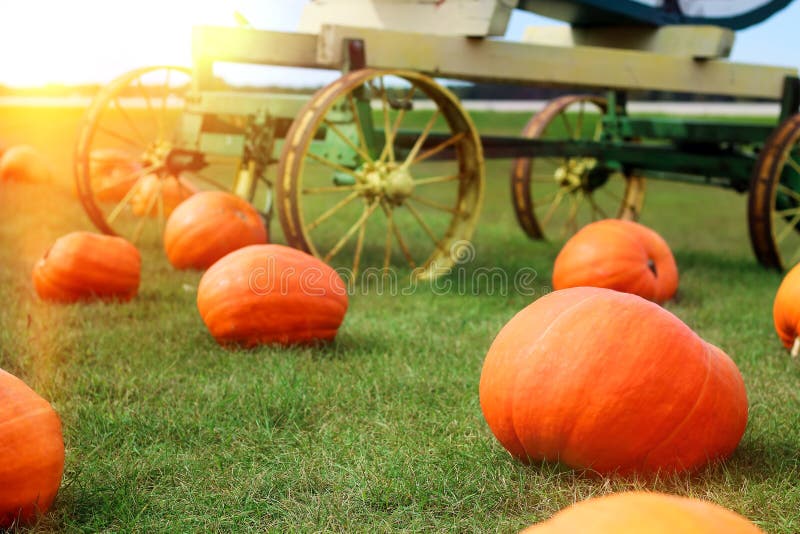 Ripe Pumpkins in a Field. Halloween Stock Image - Image of people ...
