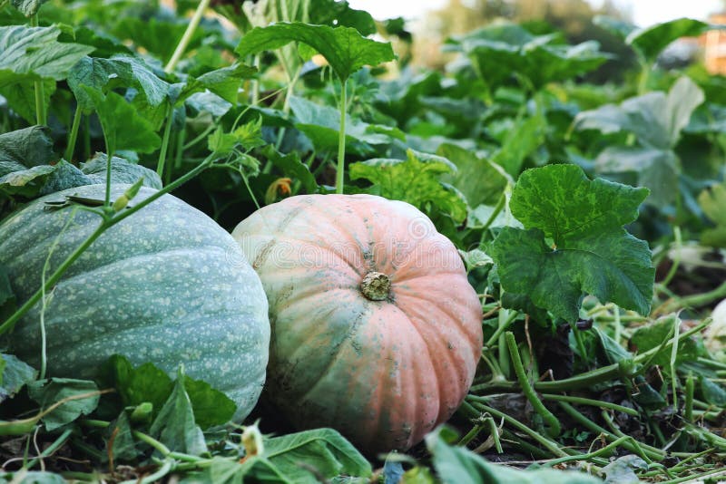 Ripe Pumpkins in the Garden Stock Photo - Image of nature, grow: 161903518