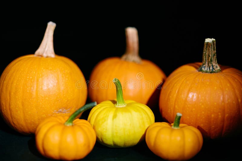 Ripe pumpkins stock image. Image of group, plant, harvest - 98375189