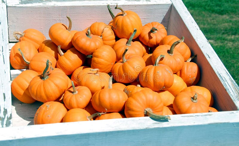 Ripe pumpkins in large box stock image. Image of orange - 11171363