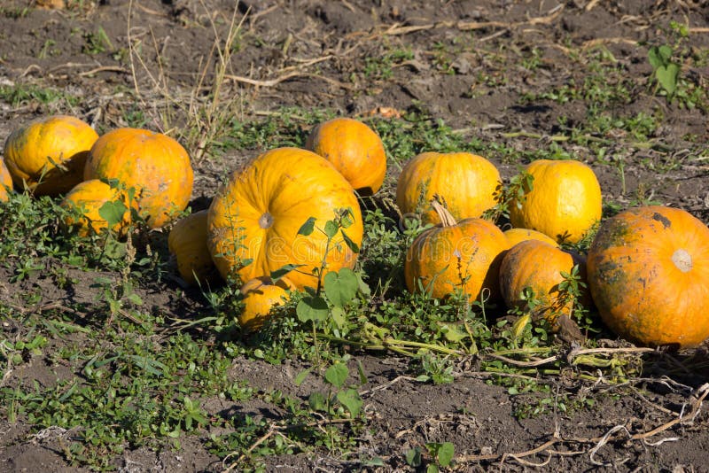Ripe pumpkins stock photo. Image of harvest, meadow - 176581638