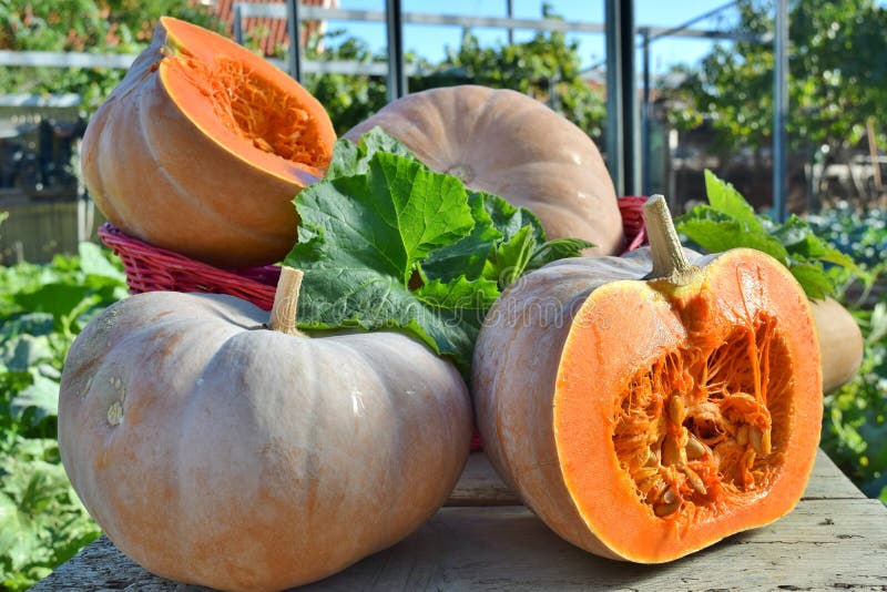 Ripe pumpkins stock photo. Image of ripe, vegetables - 78700102