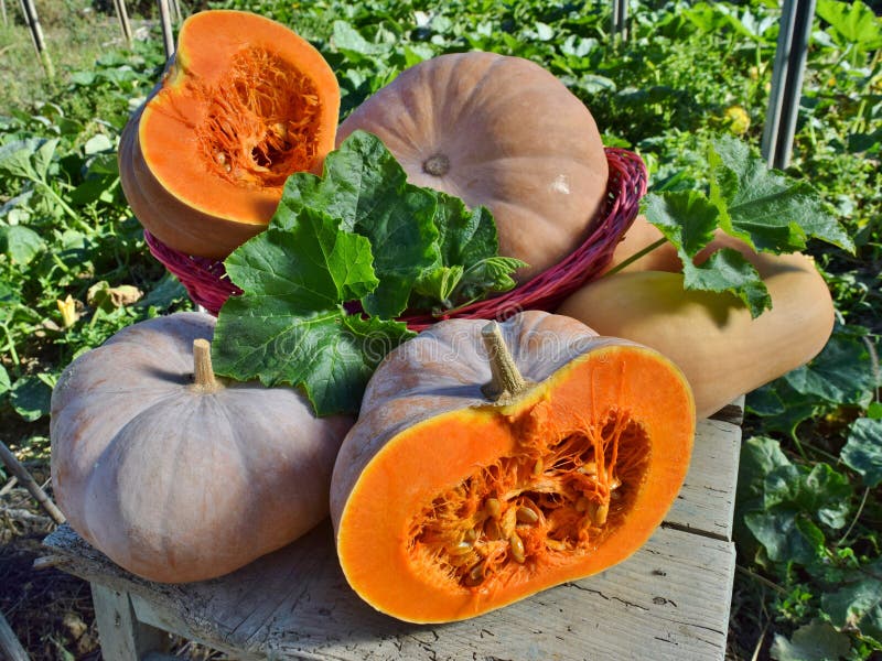 Ripe pumpkins stock image. Image of vegetables, ground - 78700369