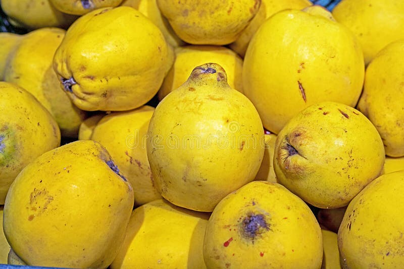 Ripe Quince in a Container in a Supermarket. Stock Image - Image of ...