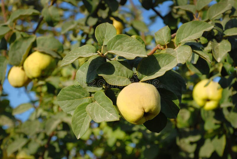 Ripe quince stock photo. Image of fruit, tree, leaves - 61348522