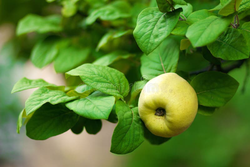 Ripe quince on leafy tree stock image. Image of quince - 26189261