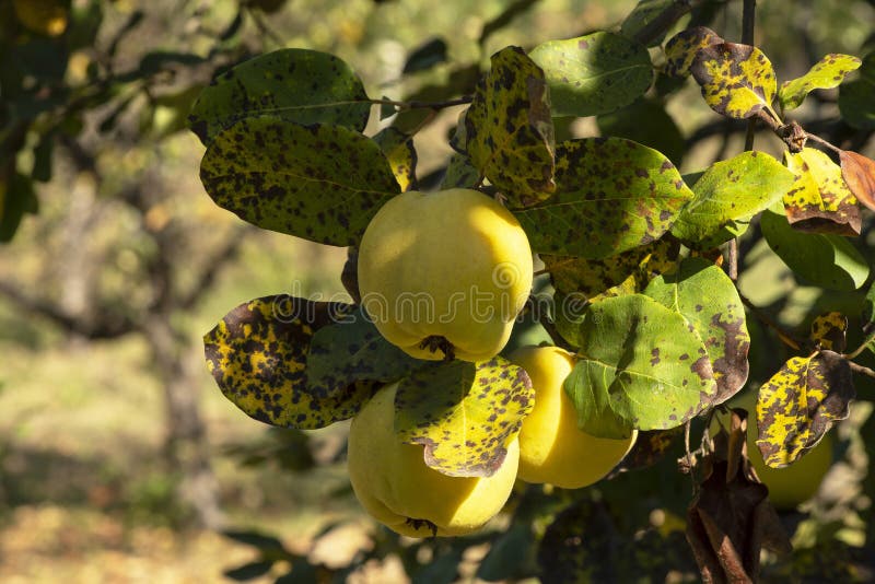 Ripe Quince and Leaves Affected by Blight Stock Image - Image of fruit ...