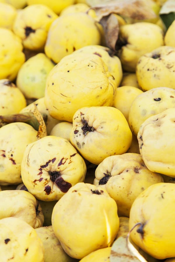 Pile of ripe quince stock image. Image of product, fruit - 34196369