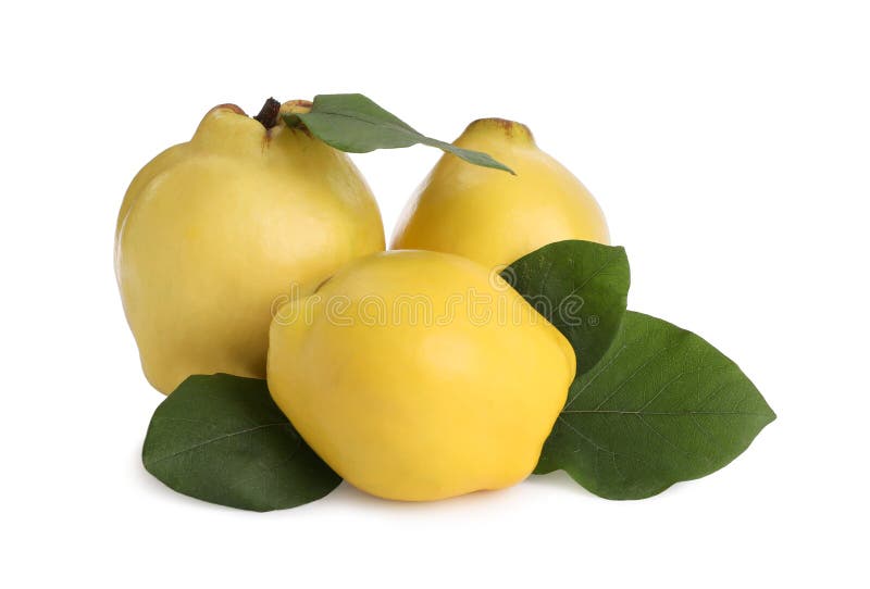 Ripe Quinces with Leaves on White Background Stock Image - Image of ...