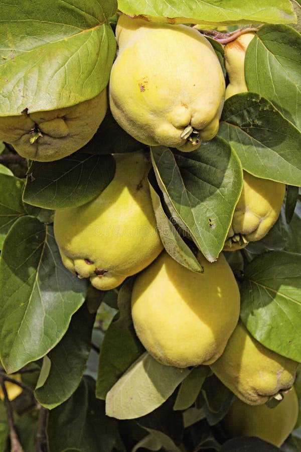 Ripe quinces stock image. Image of syrup, juicy, cydonia - 78010303