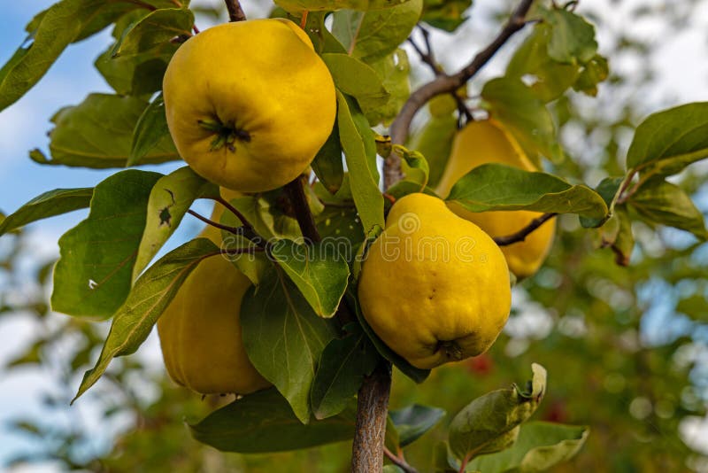 Ripe quinces on a tree stock photo. Image of sunlight - 258283586