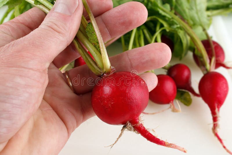 Ripe radish stock photo. Image of fresh, hand, agriculture - 32601612