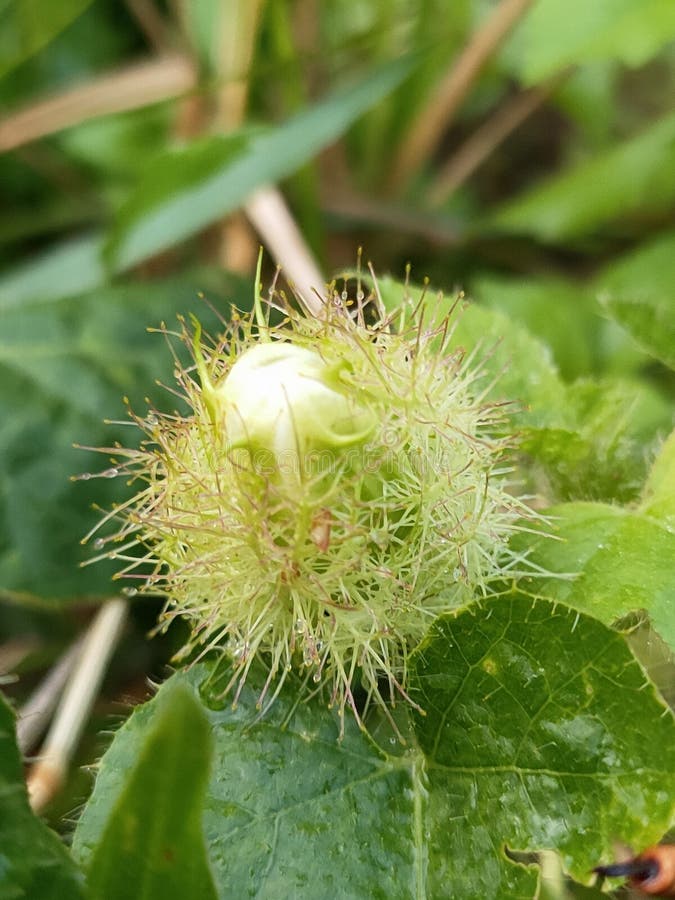 Ripe Rambusa, Markisa Mini or Ermot Stock Photo - Image of green, leaf ...