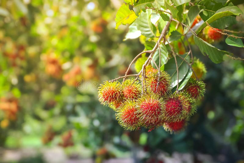 Rambutan fruit on tree stock image. Image of healthy - 183557309