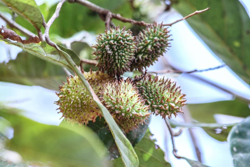 Ripe Rambutan or Hairy Fruit Fruit that is Still on the Tree Isolated ...