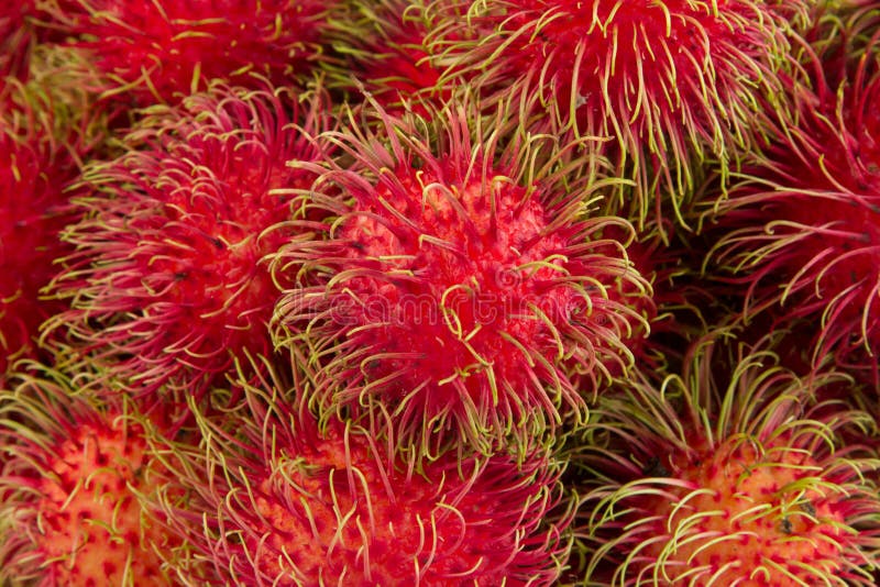 Ripe Rambutans Fruit Close Up Stock Image - Image of leaf, food: 57666759