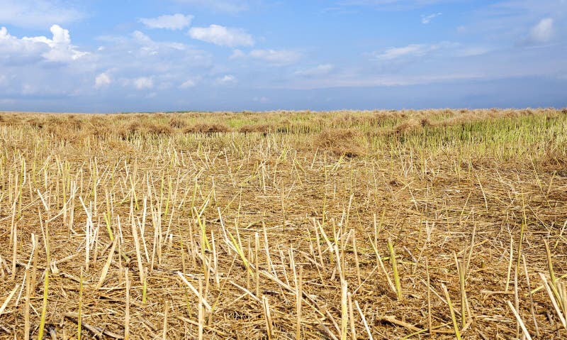 Ripe in the field stock photo. Image of agriculture - 101441862