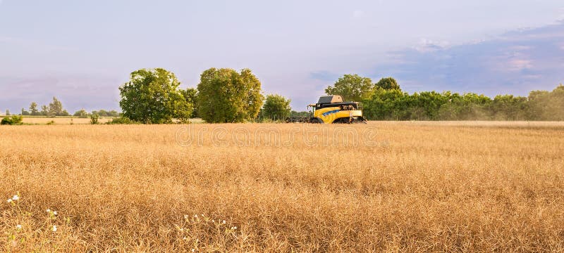 Ripe field to be threshed. stock image. Image of cultivated - 97173755