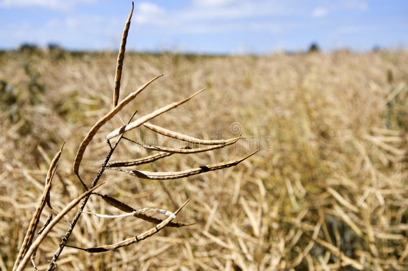 Ripe Plants stock photo. Image of agriculture, summer - 27143912