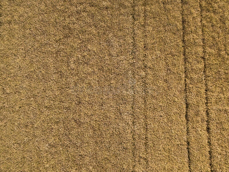 Ripe Rapeseed Agriculture Field Top View. Rapeseed Stock Photo - Image ...