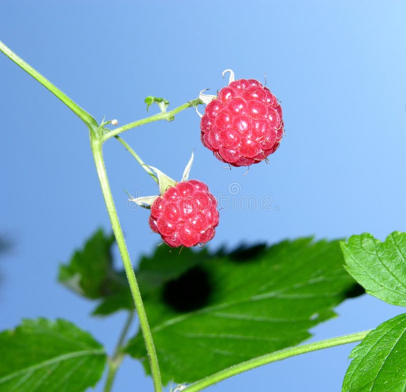 Ripe raspberries stock photo. Image of view, leaves, berry - 10526398