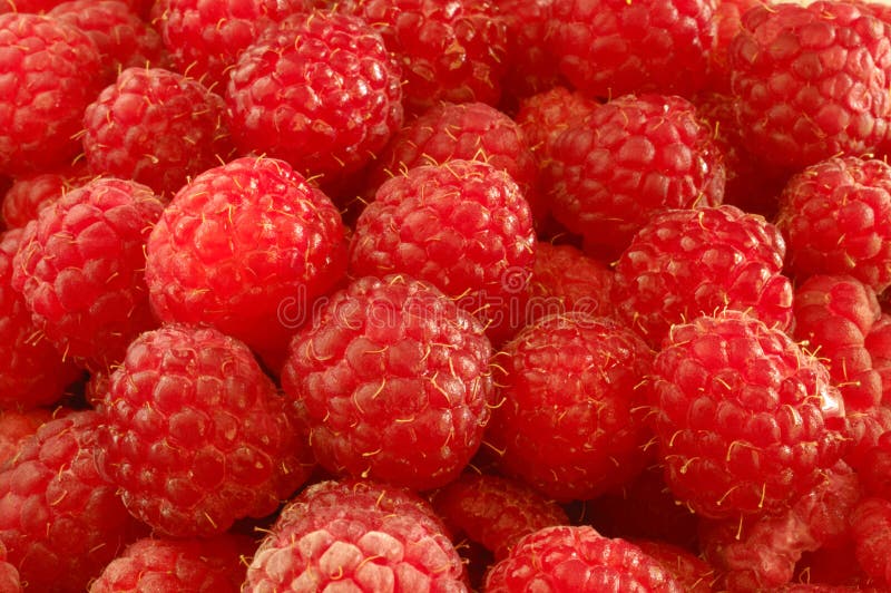 Ripe raspberries on stem stock photo. Image of fruit - 59896092