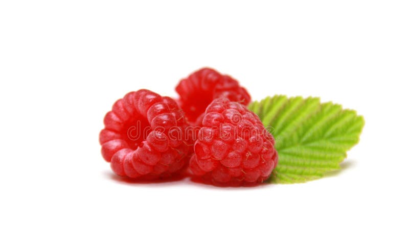 Ripe raspberries on stem stock photo. Image of fruit - 59896092