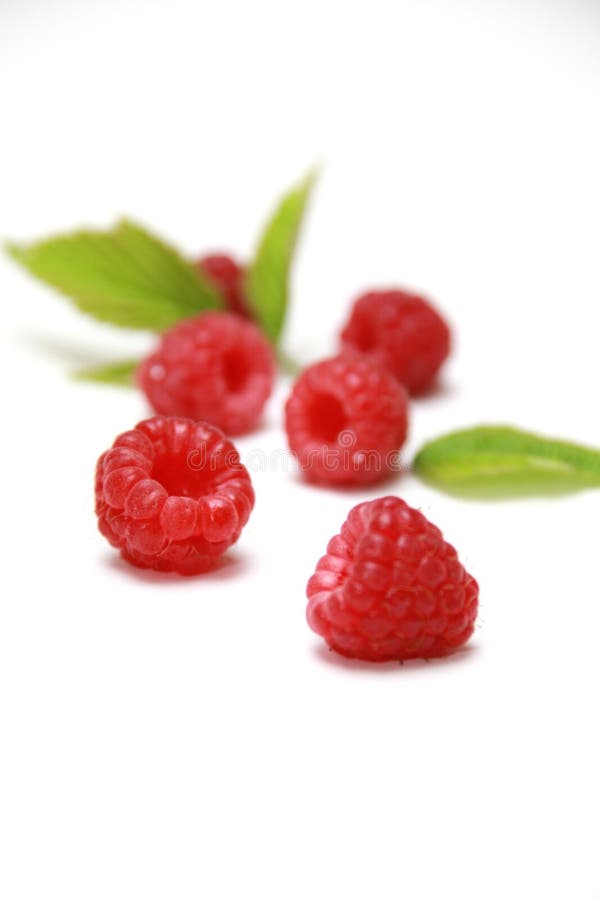 Ripe raspberries on stem stock photo. Image of fruit - 59896092