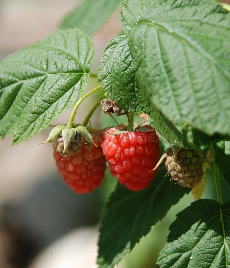 Ripe Raspberries 2 stock image. Image of agriculture, fruit - 5530191