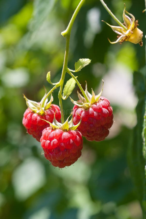 Ripe raspberries stock image. Image of raspberrycane - 22828613