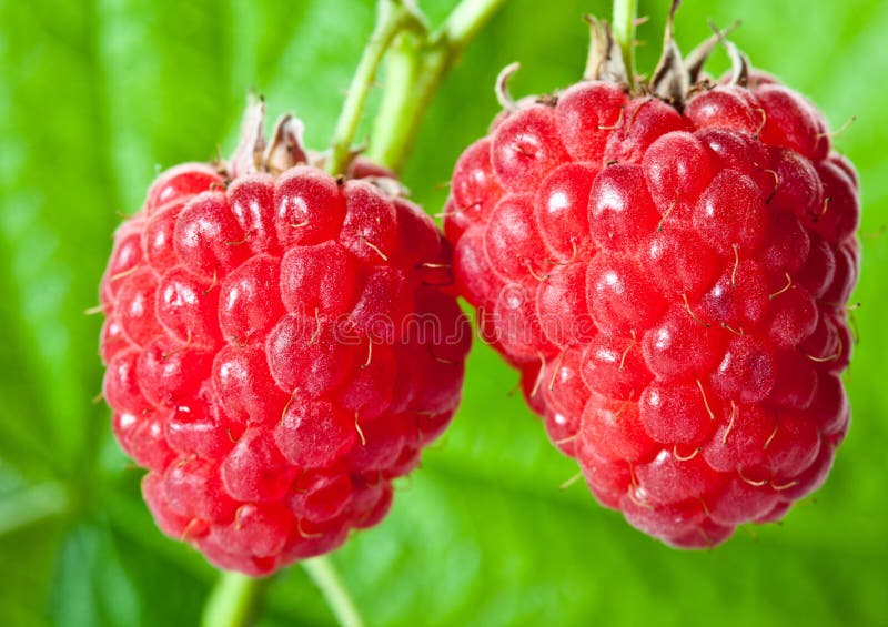 Ripe raspberries stock image. Image of tasty, raspberry - 26044417