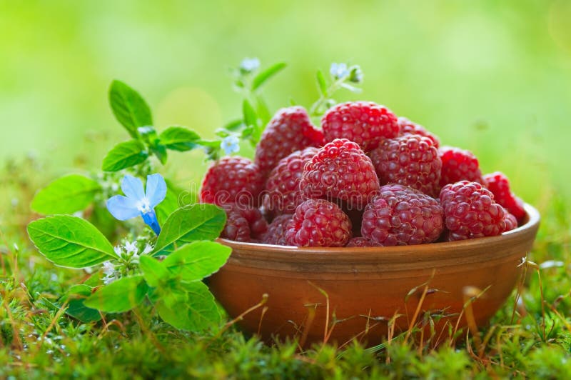 Ripe and red raspberries stock photo. Image of flora - 97983740