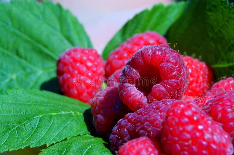Ripe raspberries stock image. Image of food, natural, light - 5681933