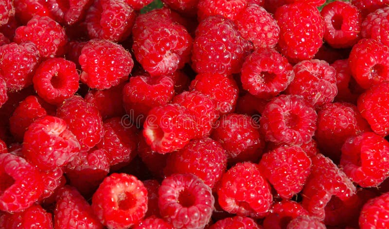 Ripe raspberries stock photo. Image of berries, close - 9889098