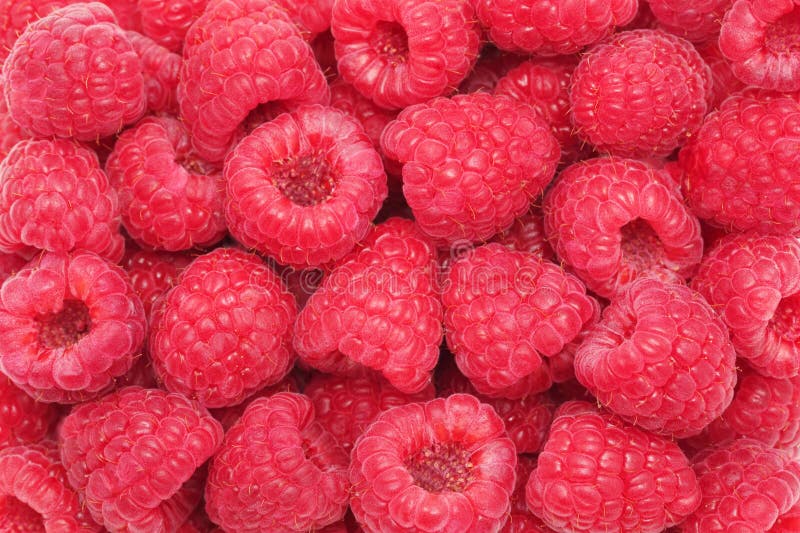 Raspberries stock image. Image of flavor, produce, dessert - 21593511