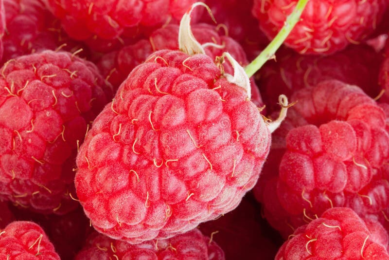 Ripe raspberries stock photo. Image of cinnamon, design - 56234966